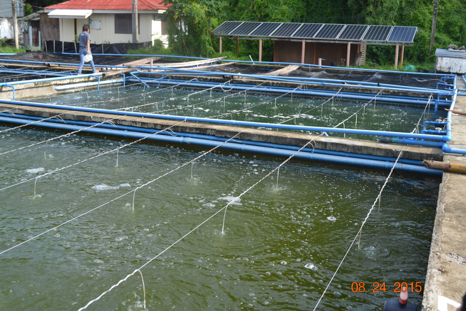 Institute of Aquaculture – College of Fisheries and Ocean Sciences (CFOS)